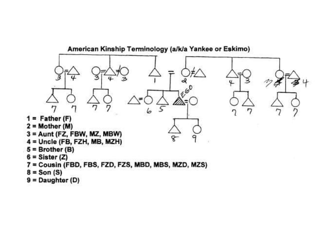 Creating a kinship chart | PPTX