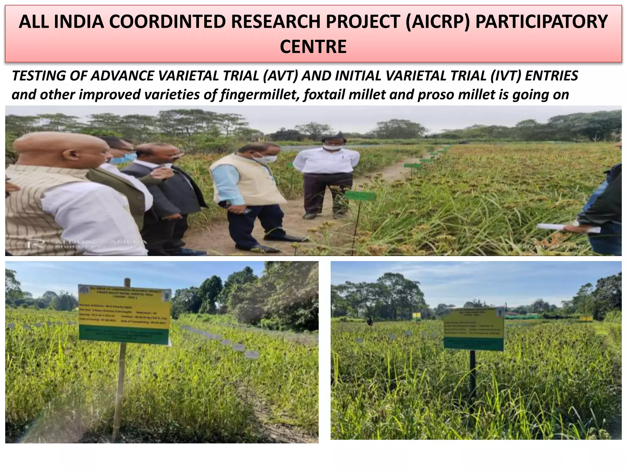 “Creating Awareness about Millets.pptx