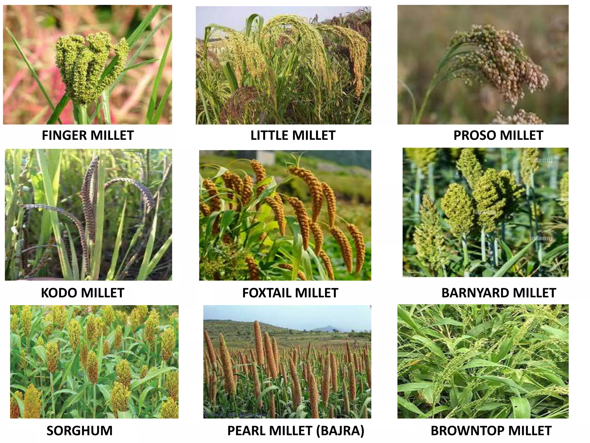 “Creating Awareness about Millets.pptx