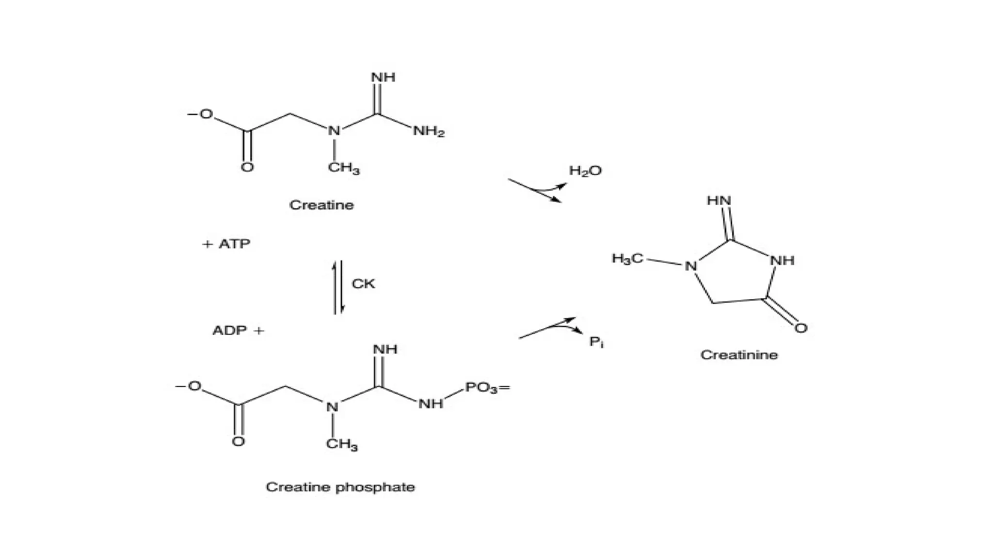 CREATININE DETERMINATION and Interpretation.pptx