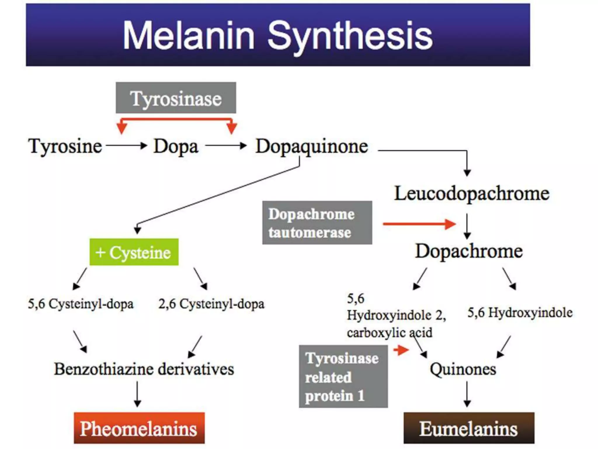 CREATININE METABOLISM, uric acid biosynthesis and melanin synthesis.pptx