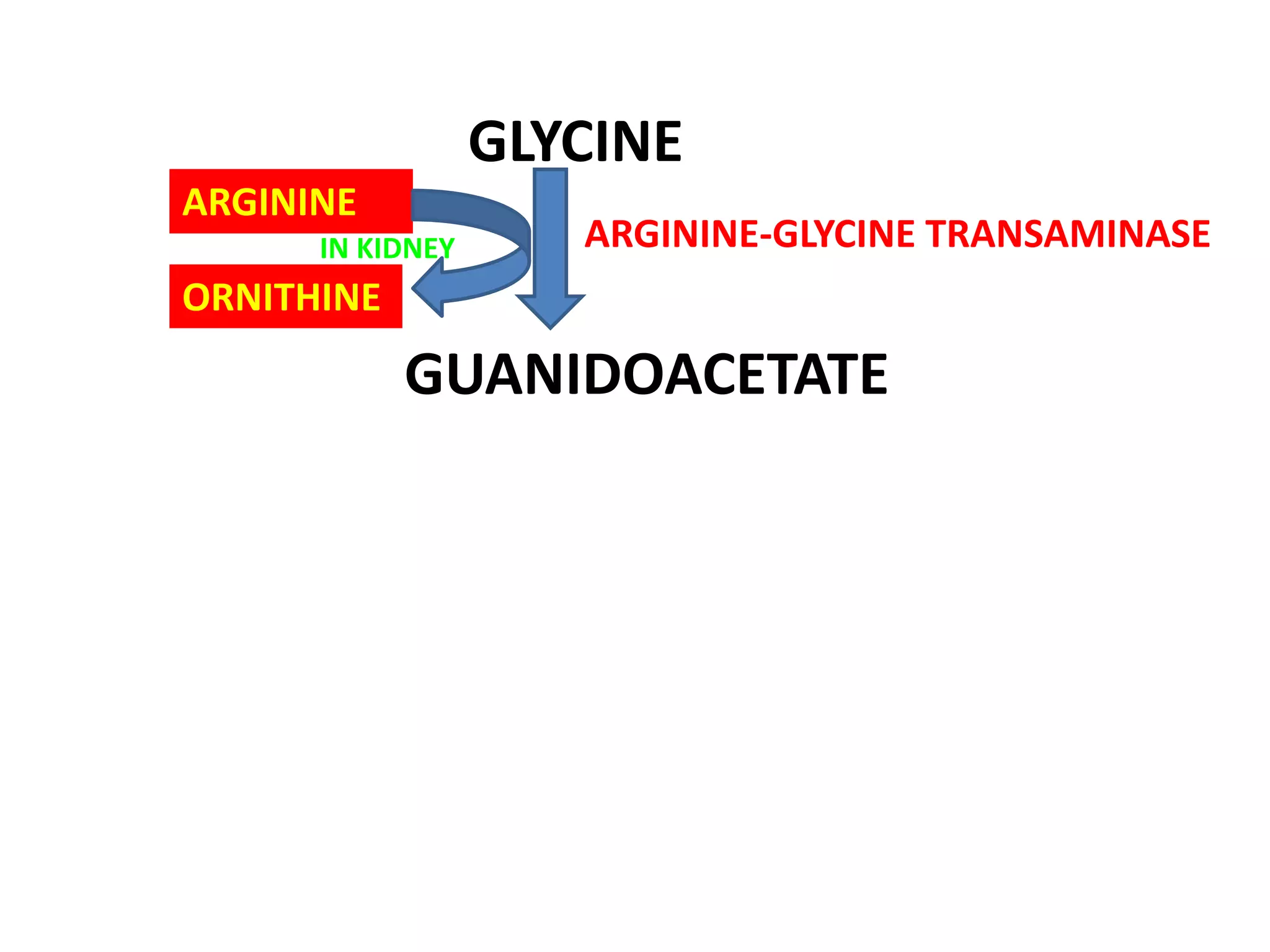 CREATININE METABOLISM, uric acid biosynthesis and melanin synthesis.pptx