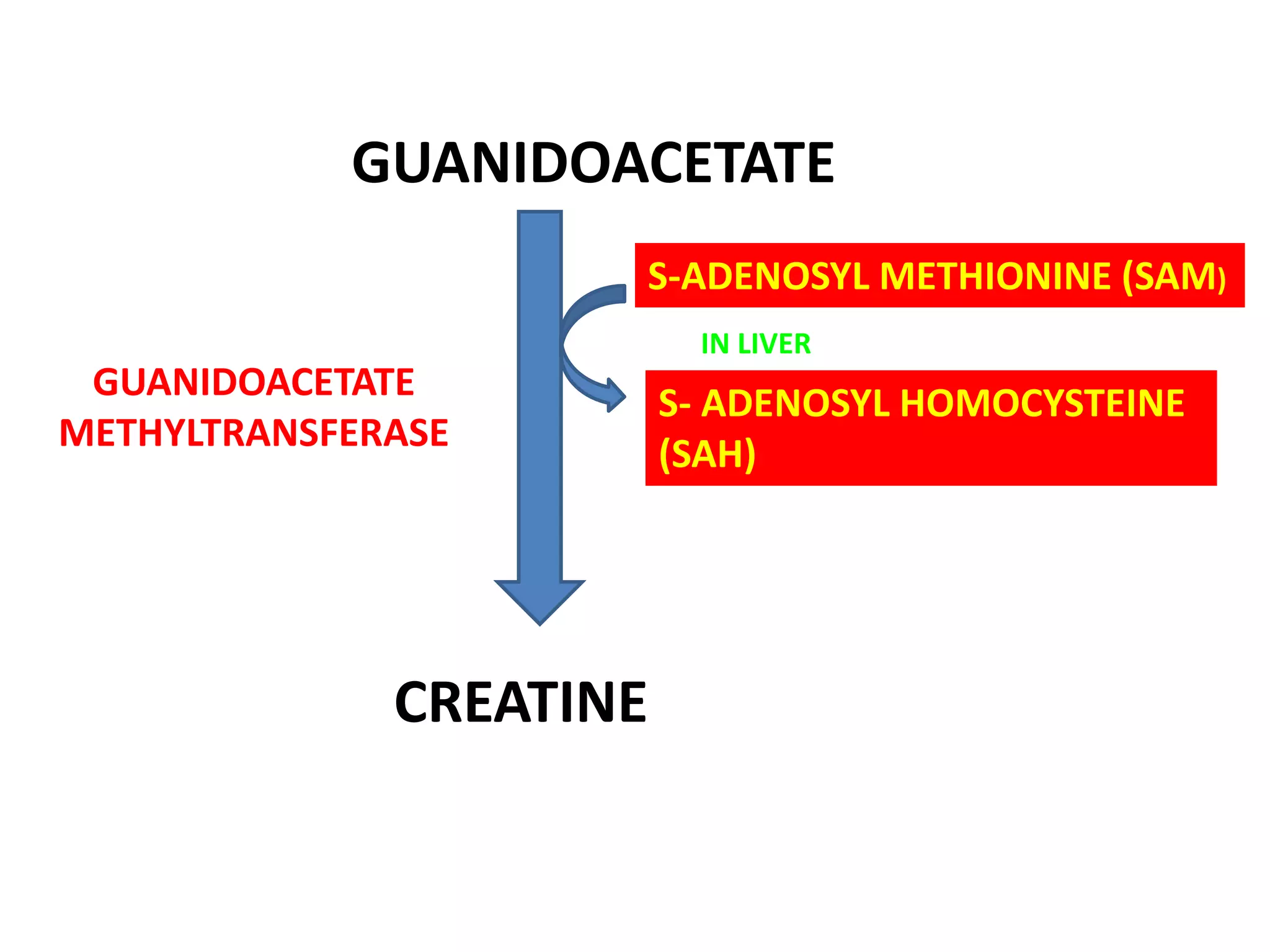 CREATININE METABOLISM, uric acid biosynthesis and melanin synthesis.pptx