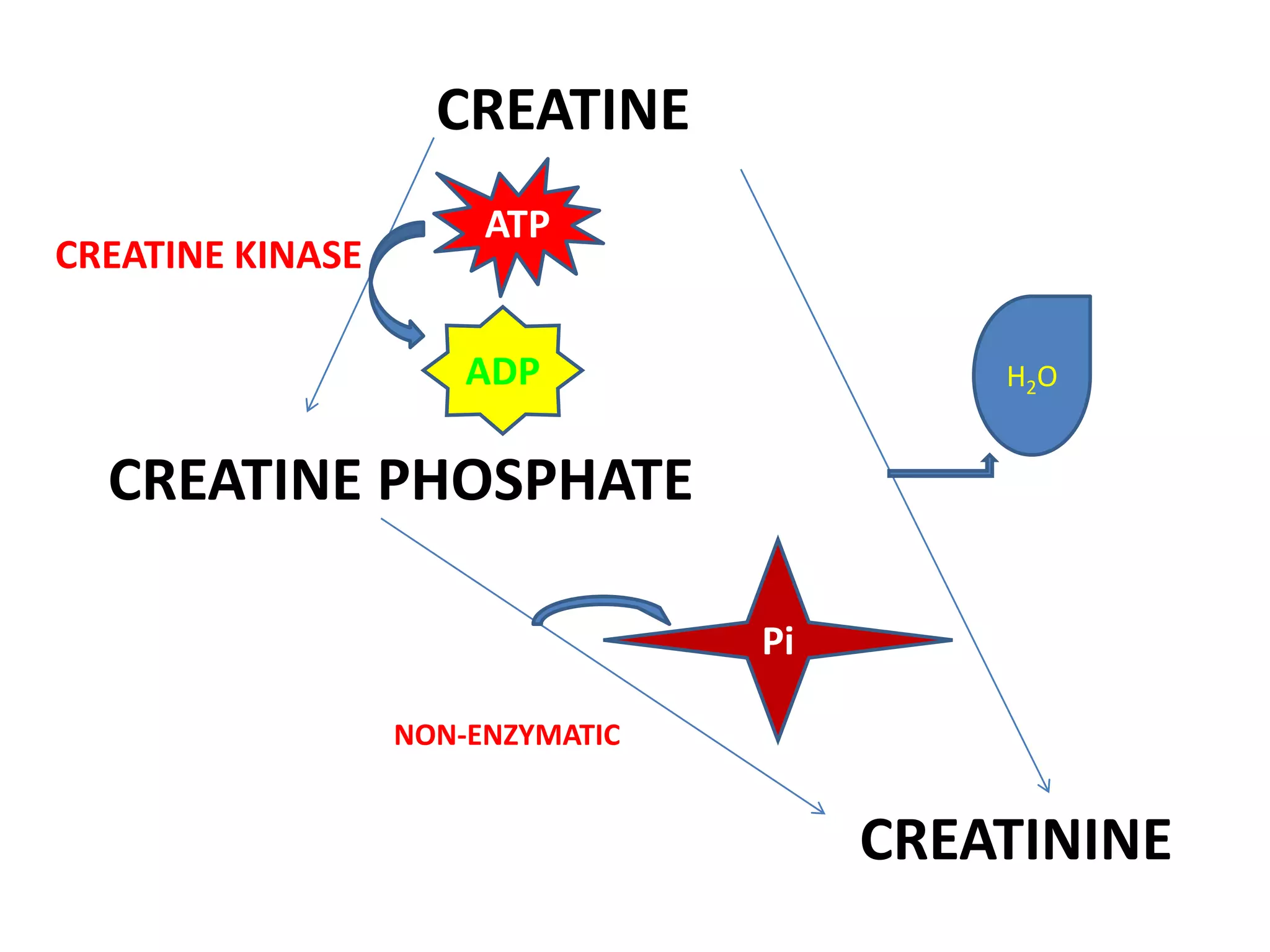 CREATININE METABOLISM, uric acid biosynthesis and melanin synthesis.pptx