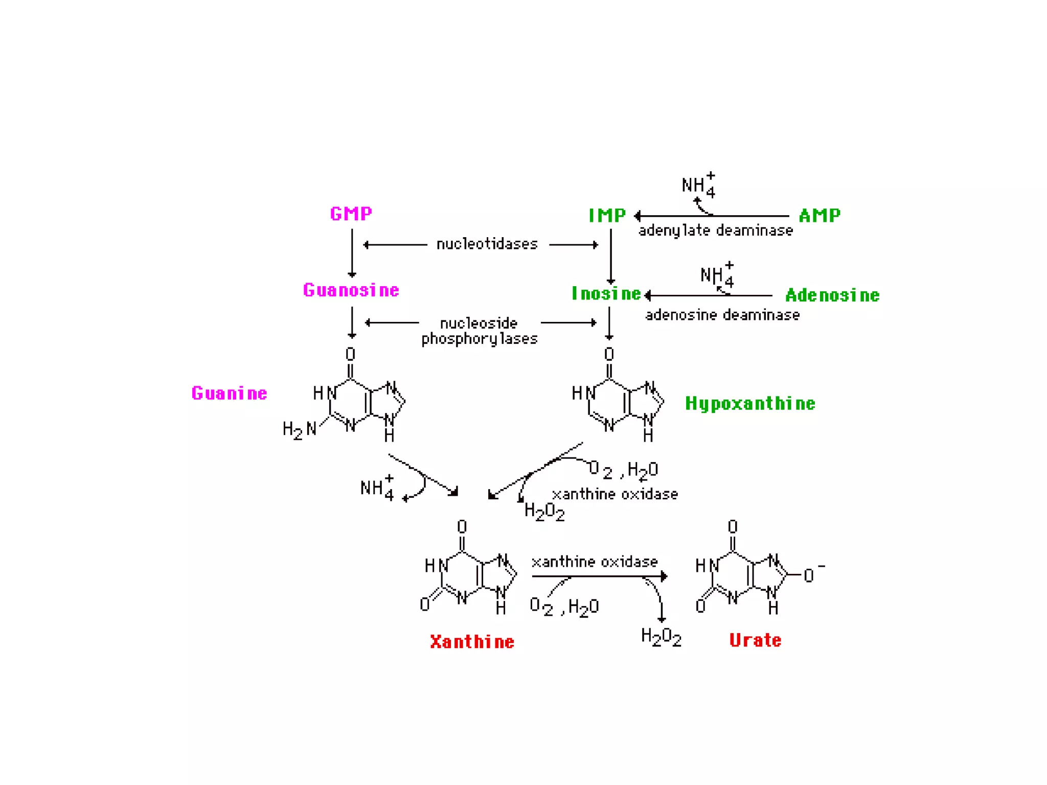 CREATININE METABOLISM, uric acid biosynthesis and melanin synthesis.pptx