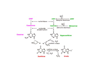 CREATININE METABOLISM, uric acid biosynthesis and melanin synthesis.pptx