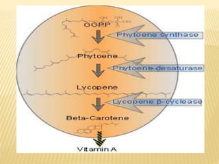 Creation of Bt plants | PPTX