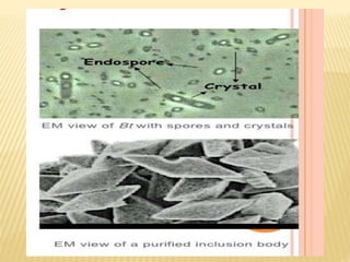 Creation of Bt plants | PPTX