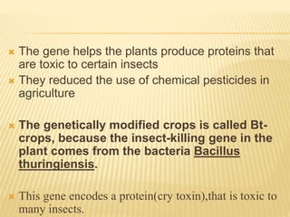 Creation of Bt plants | PPTX