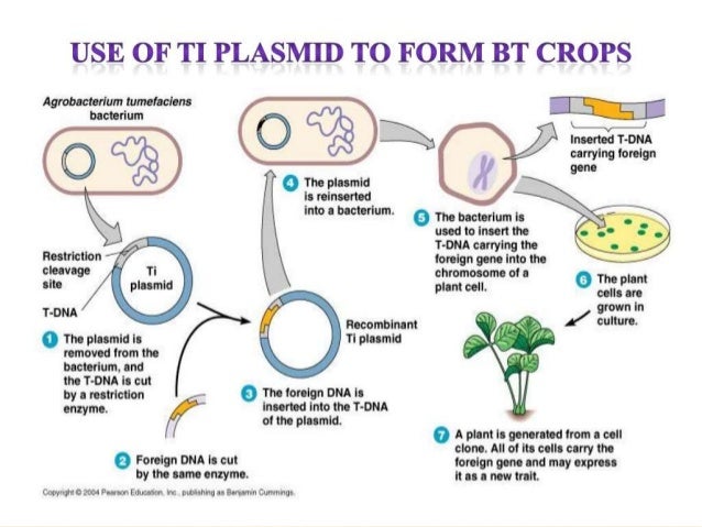 Creation of Bt plants