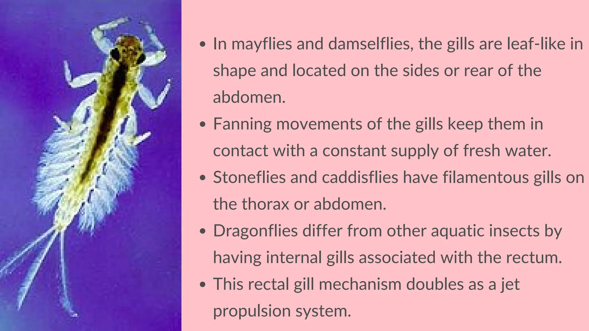 Respiration_in_aquatic_insects__________ | PDF