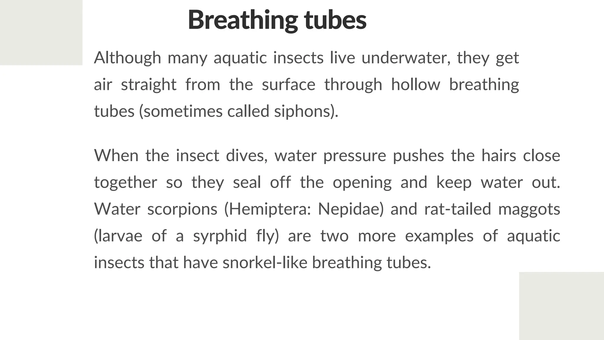 Respiration_in_aquatic_insects__________ | PDF