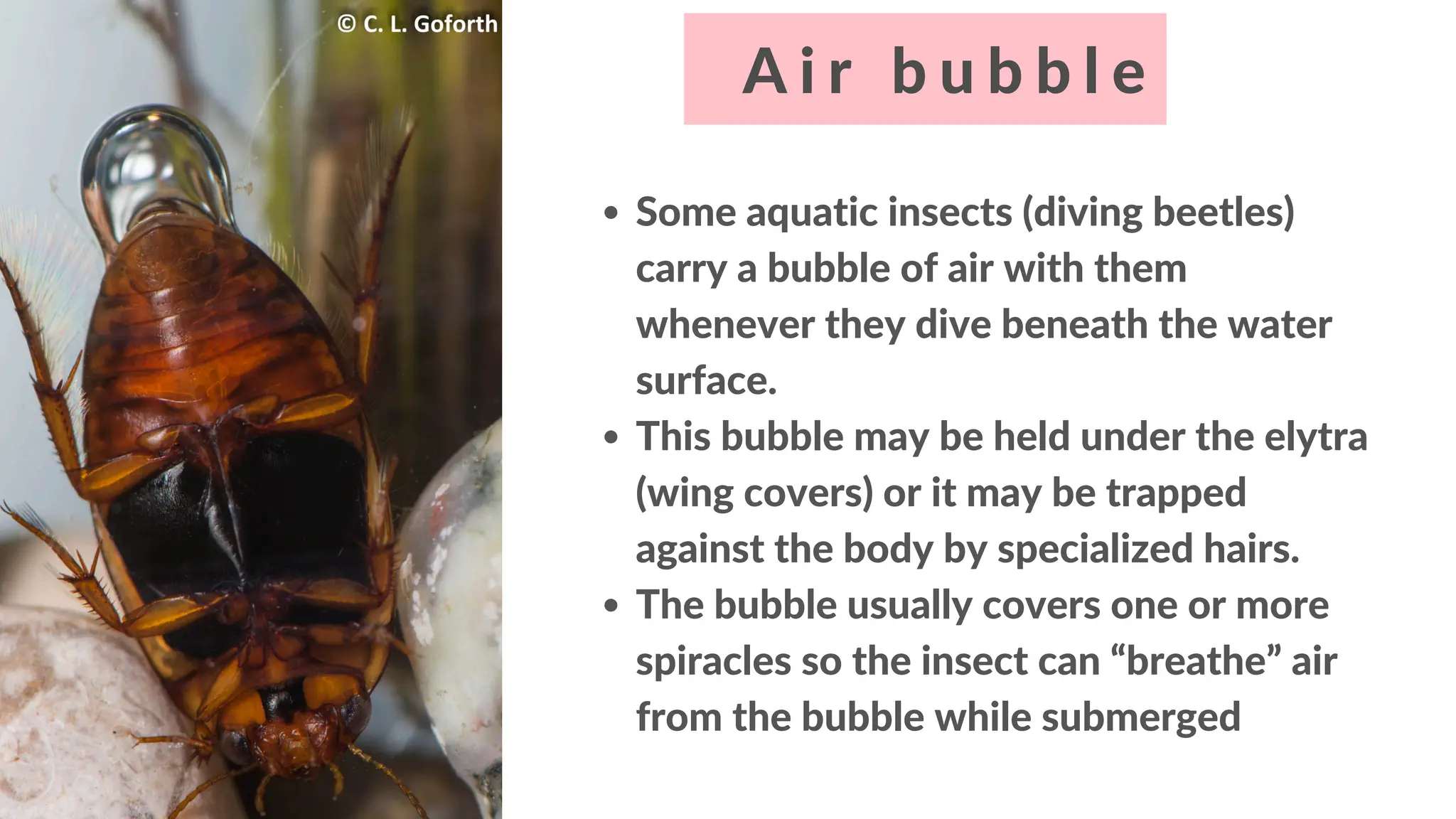 Respiration_in_aquatic_insects__________ | PDF