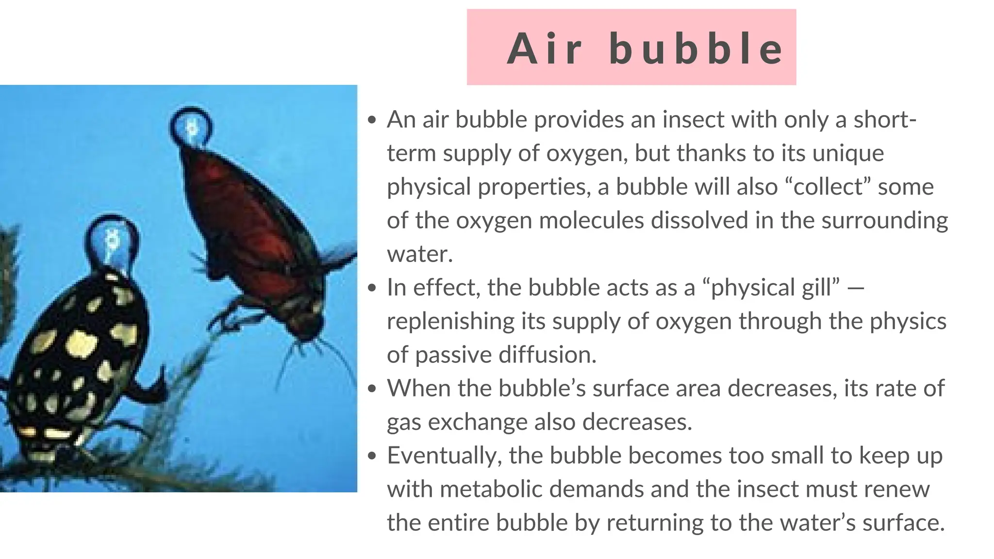 Respiration_in_aquatic_insects__________ | PDF