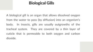 Respiration_in_aquatic_insects__________ | PPT