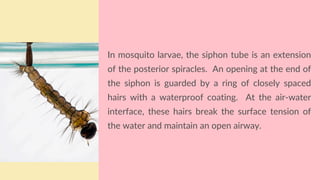 Respiration_in_aquatic_insects__________ | PPT