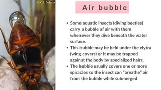 Respiration_in_aquatic_insects__________ | PPT