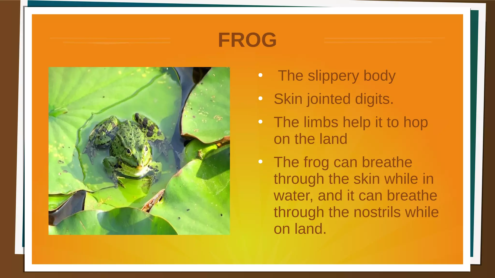 Creatures and adaptations | PPT
