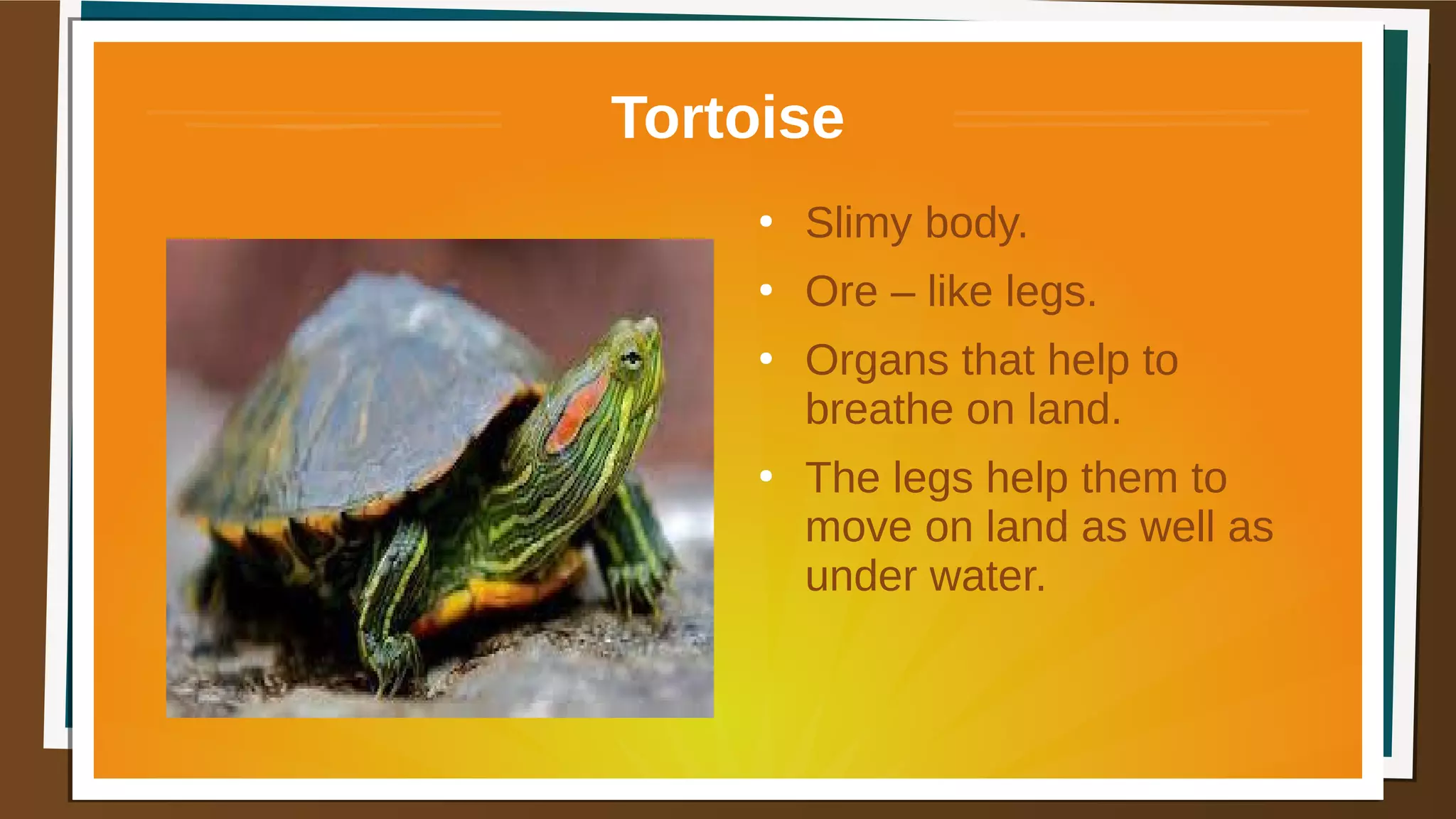 Creatures and adaptations | PPT