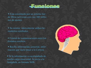 Crebro | PPT