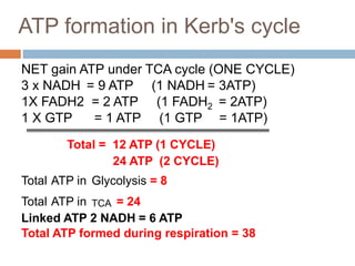 Crebs cycle | PPTX