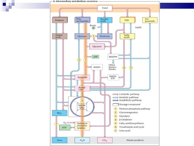 Crebs cycle 2013 | PPT