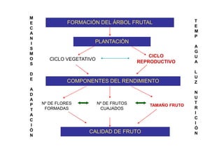 Crecimiento de fruto | PDF