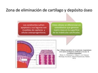 CRECIMIENTO_LONGITUDINAL_DE_LOS_HUESOS_L [Autoguardado].pptx