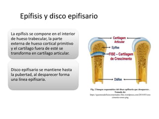 CRECIMIENTO_LONGITUDINAL_DE_LOS_HUESOS_L [Autoguardado].pptx