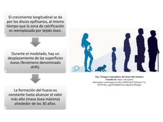 CRECIMIENTO_LONGITUDINAL_DE_LOS_HUESOS_L [Autoguardado].pptx