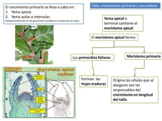 Crecimiento primario secundario raiz tallo | PDF