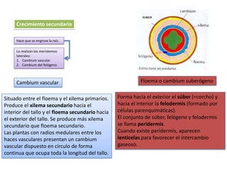 Crecimiento primario secundario raiz tallo | PDF