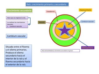 Crecimiento primario secundario raiz tallo | PDF