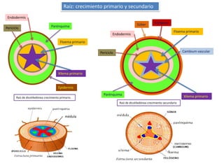Crecimiento primario secundario raiz tallo | PDF