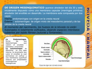 Crecimiento Y Desarrollo De La Boveda Craneal Pptx