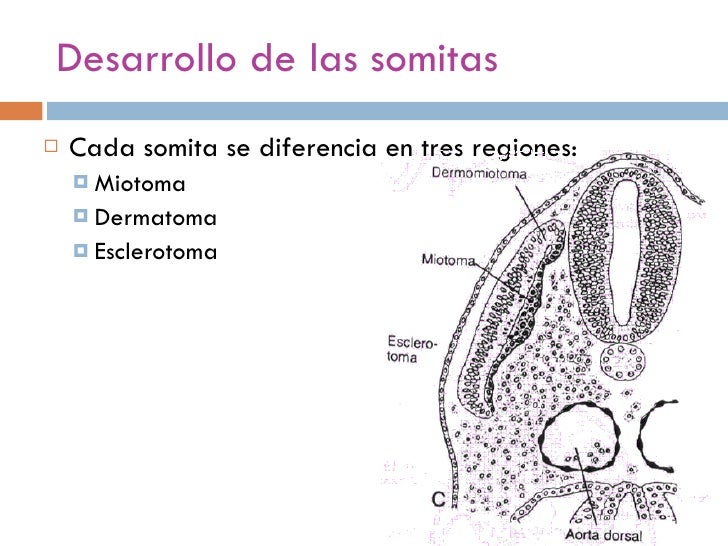 Crecimiento y desarrollo embrionario y fetal