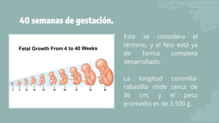 Crecimiento y desarrollo fetal - Obstetricia | PPTX