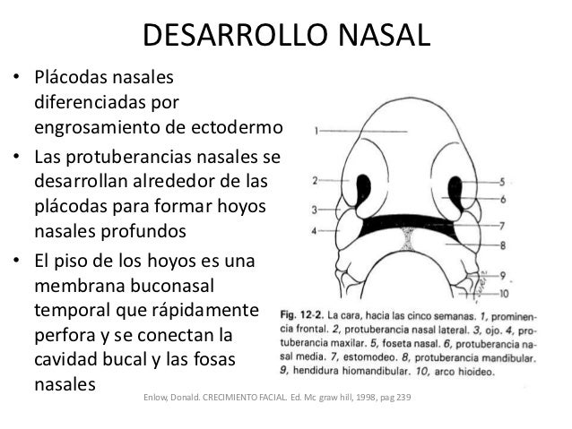 Crecimiento y desarrollo prenatal texto