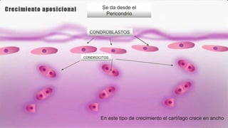 CRECIMIENTO Y DESARROLLO CRANEOFACIAL SEGUN VELLINI | PPTX