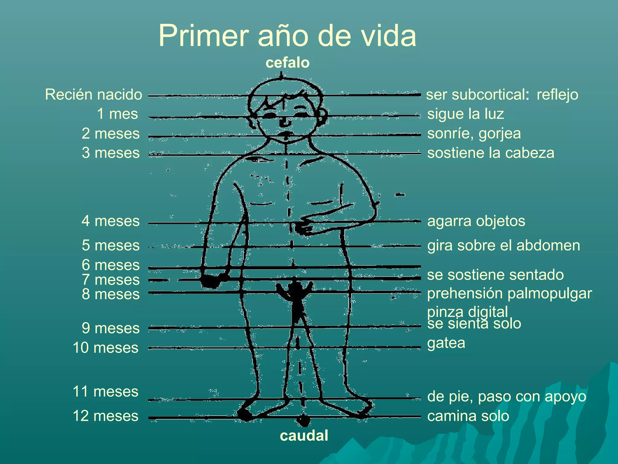 Crecimiento y desarrollo_tania_rosa_fsa | PPT