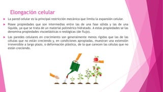 Crecimiento y desarrollo vegetal | PPTX