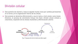 Crecimiento y desarrollo vegetal | PPTX