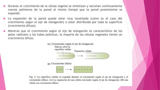 Crecimiento y desarrollo vegetal | PPTX