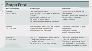 Crecimiento y fisio del feto. periodo embrionario y fetal | PPTX