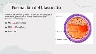 Crecimiento y fisio del feto. periodo embrionario y fetal | PPTX