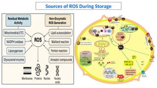 Reactive Oxygen Species (ROS) Production and Antioxidant Defense in ...