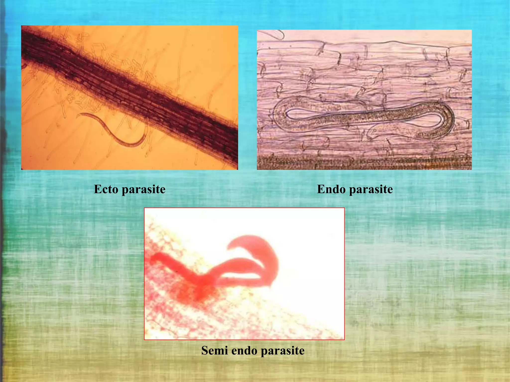 MAJOR PLANT PARASITIC NEMATODES OF INDIA THEIR DISTRIBUTION AND ...