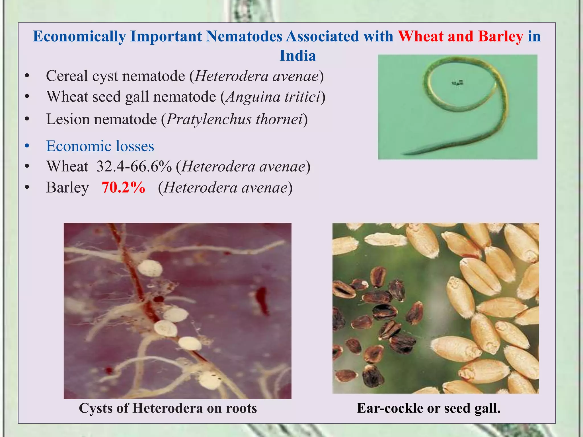MAJOR PLANT PARASITIC NEMATODES OF INDIA THEIR DISTRIBUTION AND ...