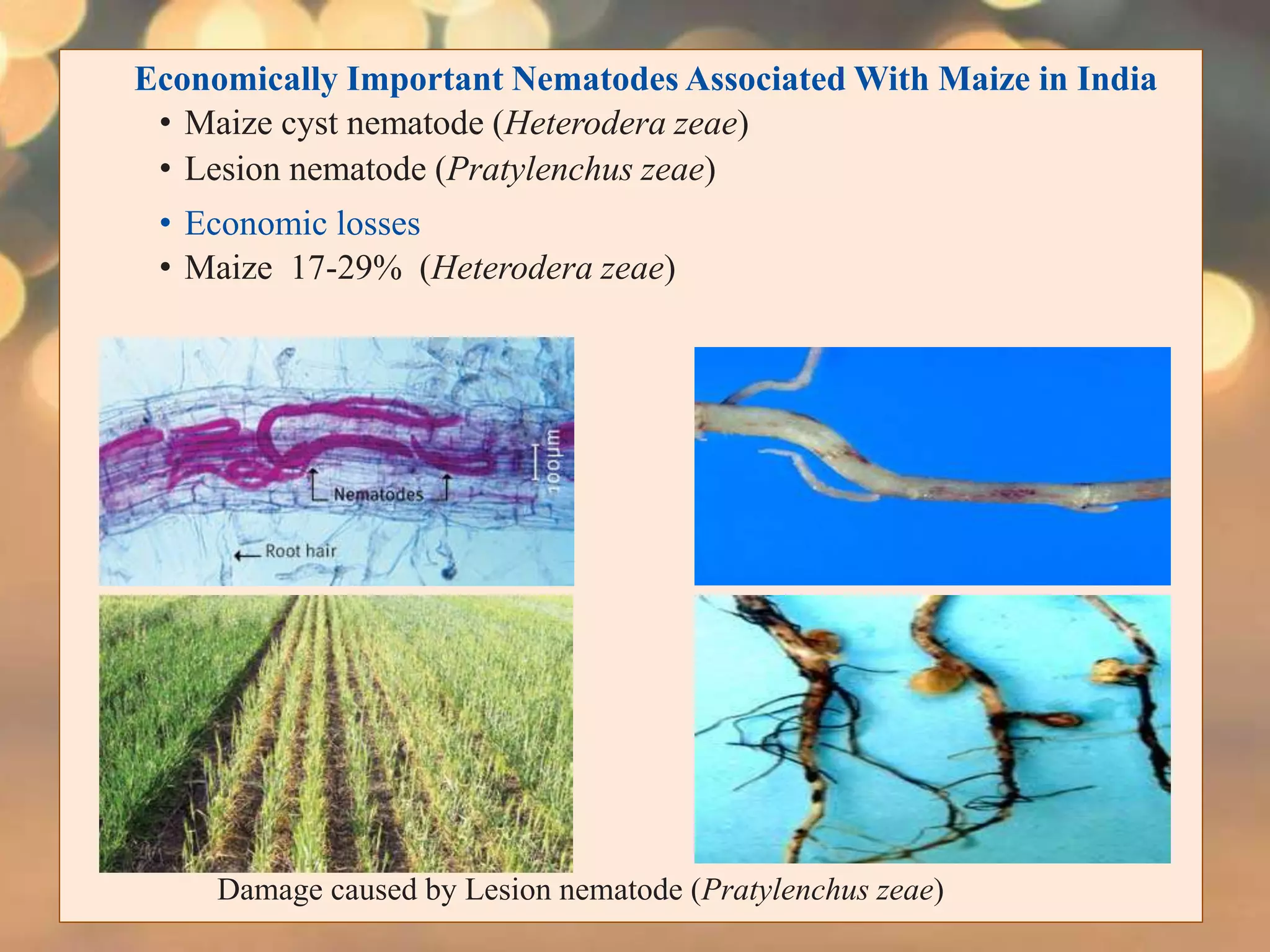 MAJOR PLANT PARASITIC NEMATODES OF INDIA THEIR DISTRIBUTION AND ...