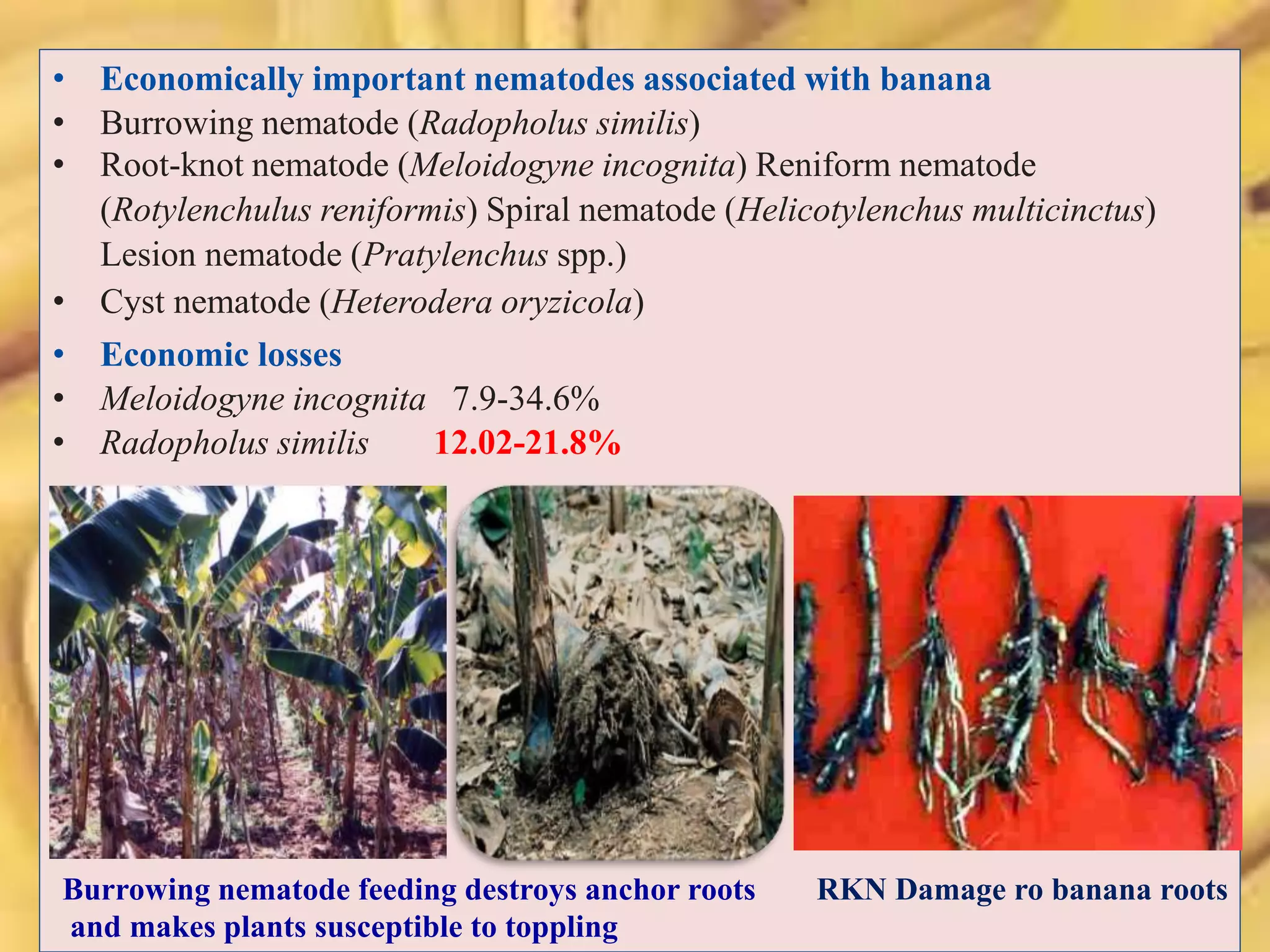 MAJOR PLANT PARASITIC NEMATODES OF INDIA THEIR DISTRIBUTION AND ...